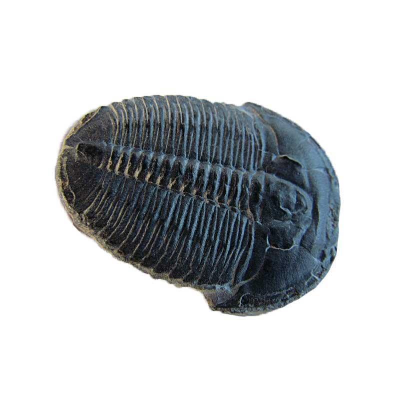 Trilobite Crystal: Healing Properties, Meaning & Uses